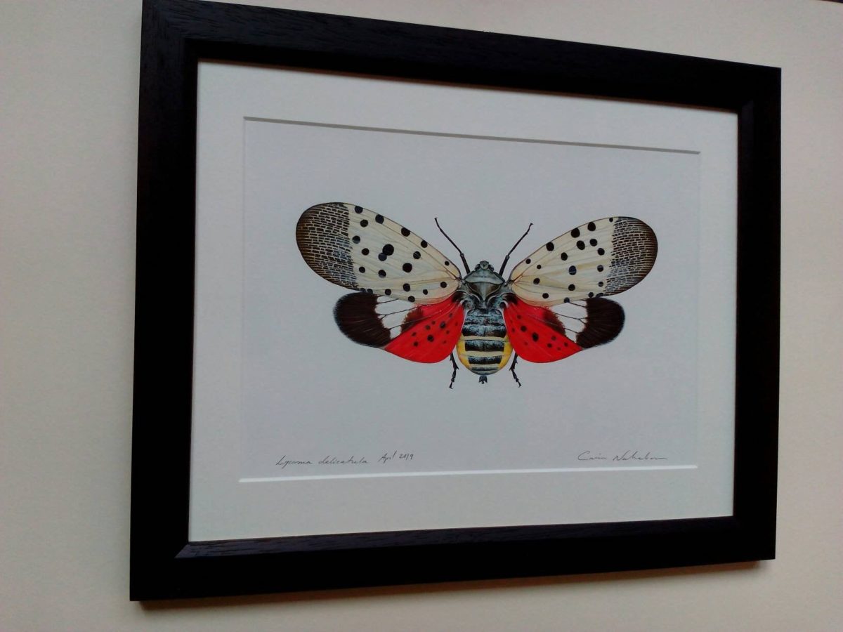 Framed Original Artwork, Spotted Lanternfly – Lycorma delicatula – The ...