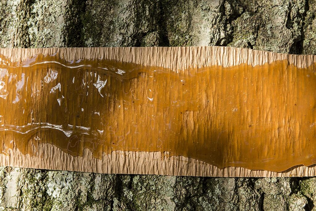 Tanglefoot Tree Care Kit with Tree Insect Barrier & Tangle-Guard Wrap ...