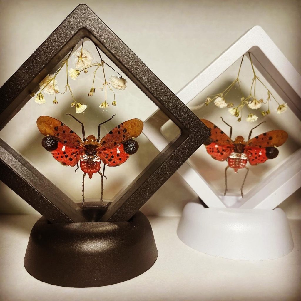 Floating Spotted Lanternfly Taxidermy – The Spotted Lanternfly Shop